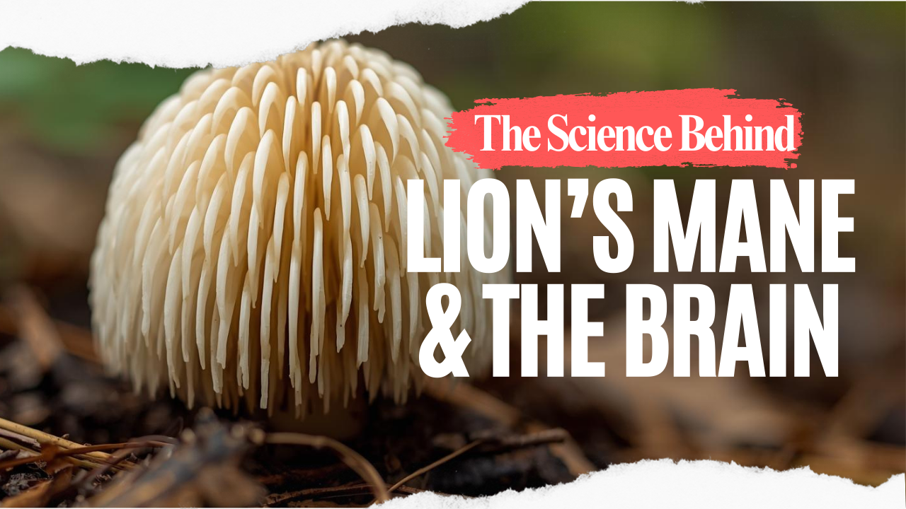 How Does Lion's Mane Actually Help Your Brain? The Science Behind the ...